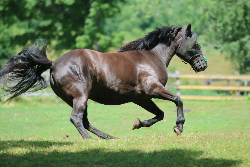 Race History - Vermont 100 Endurance Race